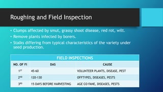 SEED PRODUCTION TECHNIQUES IN SUGARCANE. | PPTX