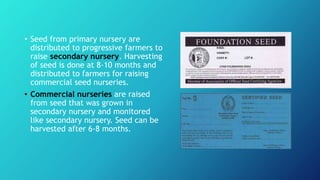 SEED PRODUCTION TECHNIQUES IN SUGARCANE. | PPTX