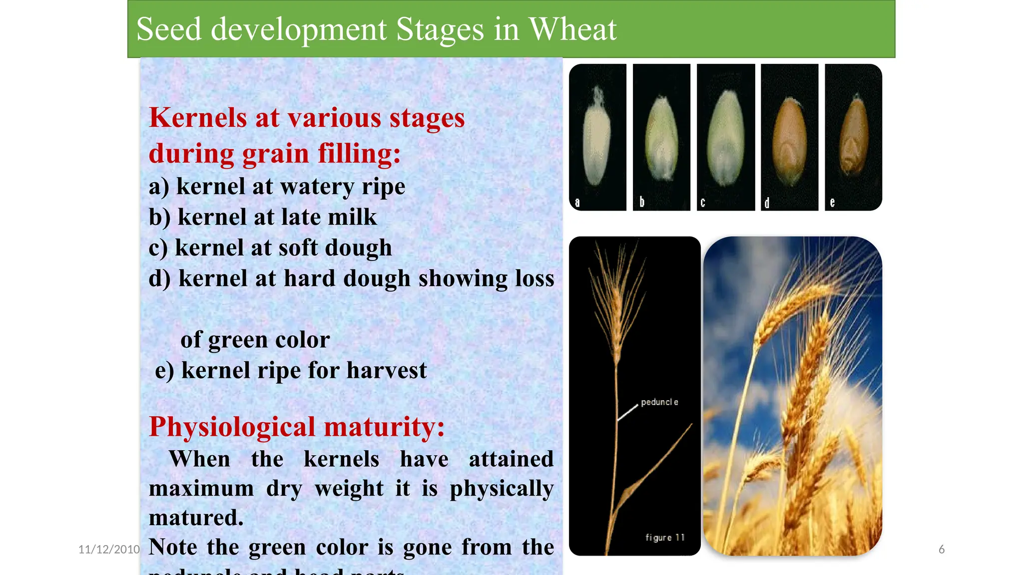 Seed production in wheat hybrid seed and others | PPTX