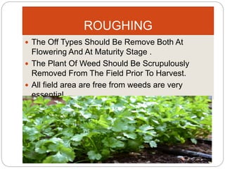 Seed production of coriander by Dashrath singh chundawat | PPTX