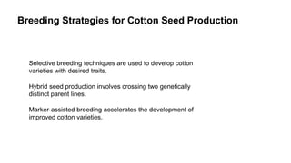 Seed Production Of Cotton/ univeribchvchdvhj | PPTX