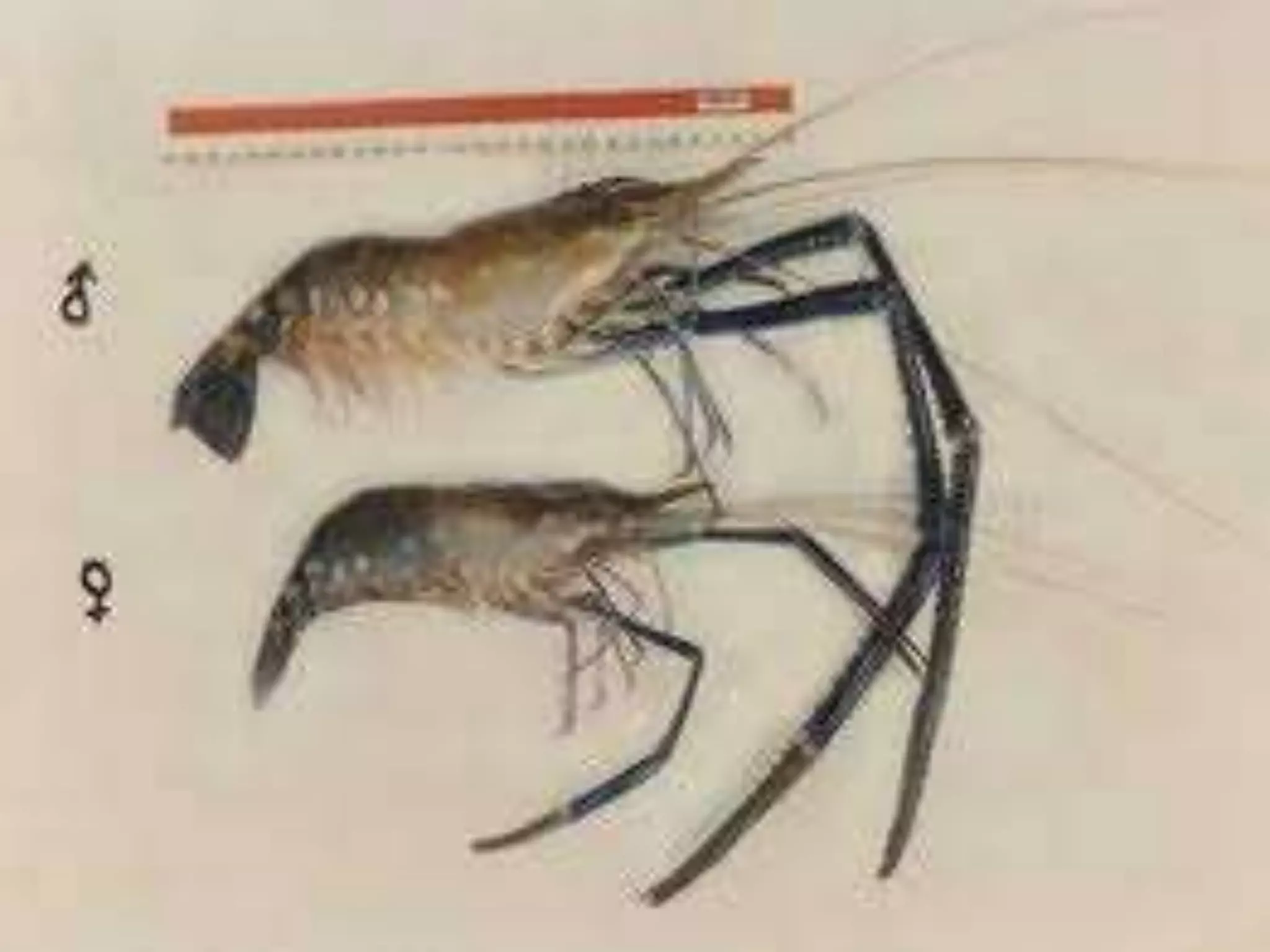 Seed production of giant freshwater prawn fisheries ppt | PPTX