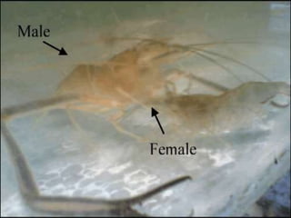 Seed production of giant freshwater prawn fisheries ppt | PPTX