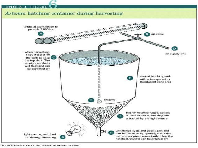 Seed production of giant freshwater prawn fisheries ppt | PPTX