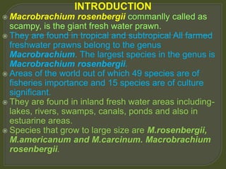 Seed production of giant freshwater prawn fisheries ppt | PPTX