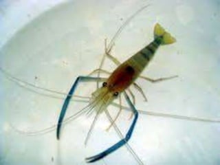 Seed production of giant freshwater prawn fisheries ppt | PPTX