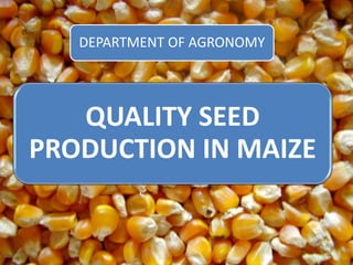 Seed production of maize | PPTX
