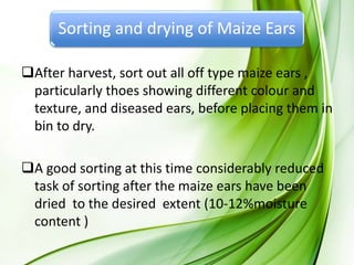 Seed production of maize | PPTX