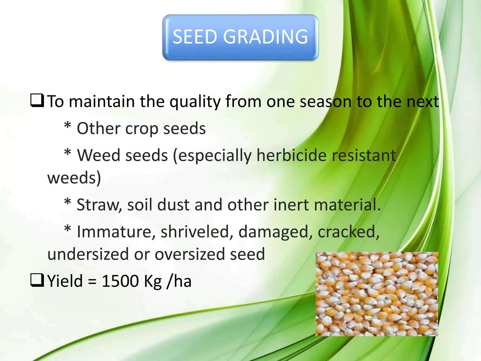 Quality Seed production of maize | PPTX