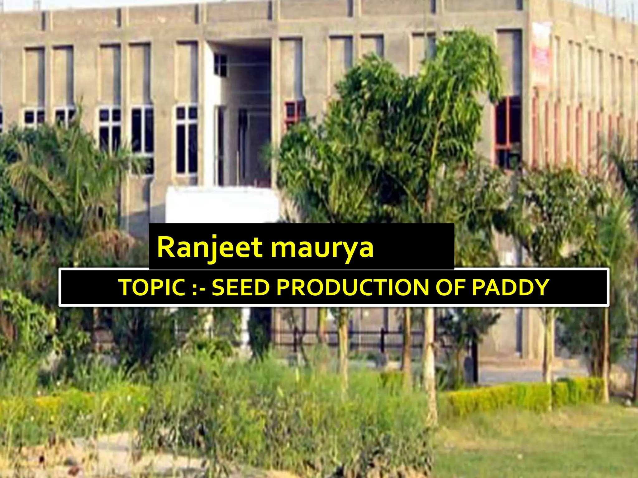 seed production of paddy.pptx (RANJEET MAURYA) | PPTX