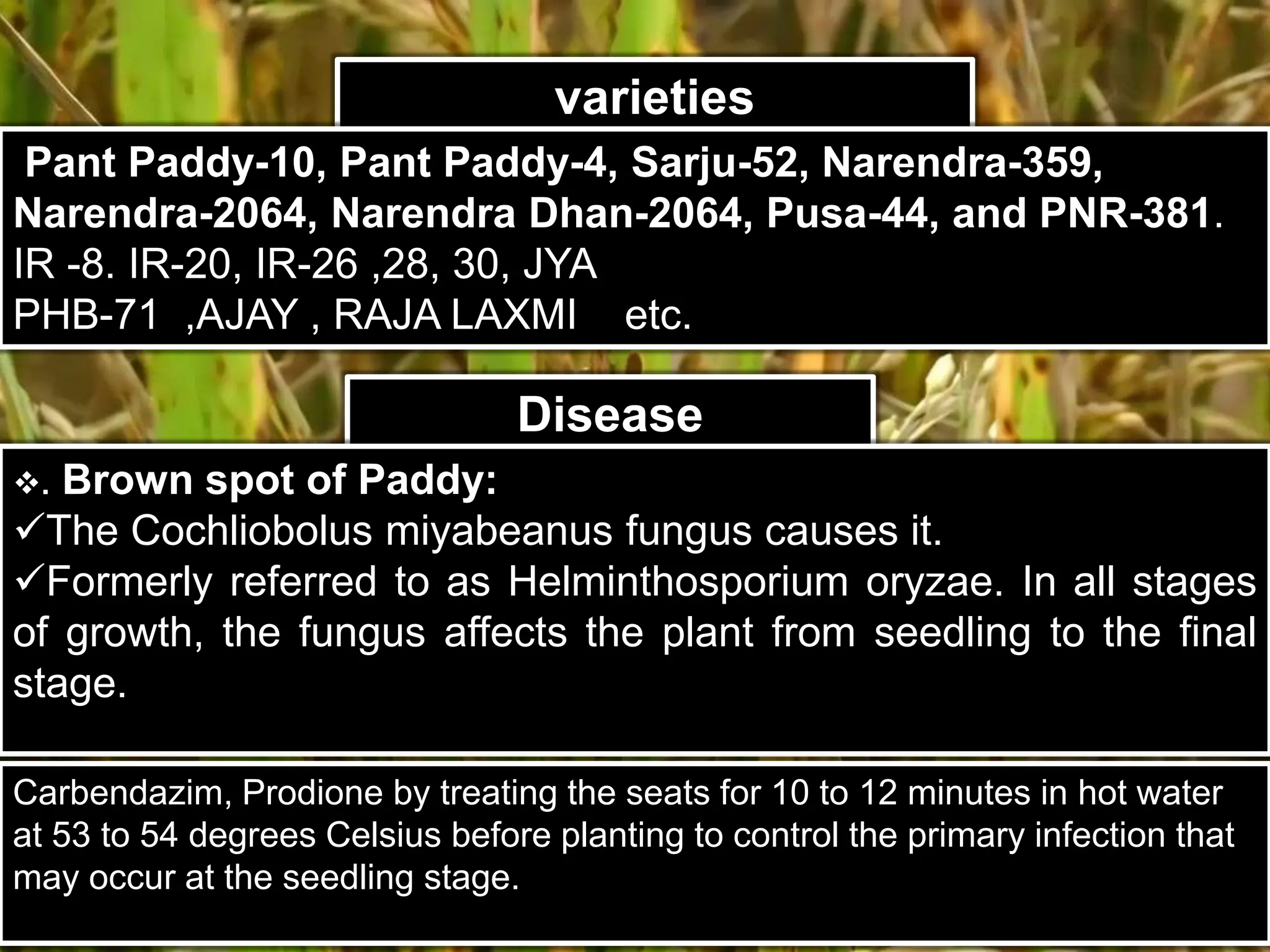seed production of paddy.pptx (RANJEET MAURYA) | PPTX
