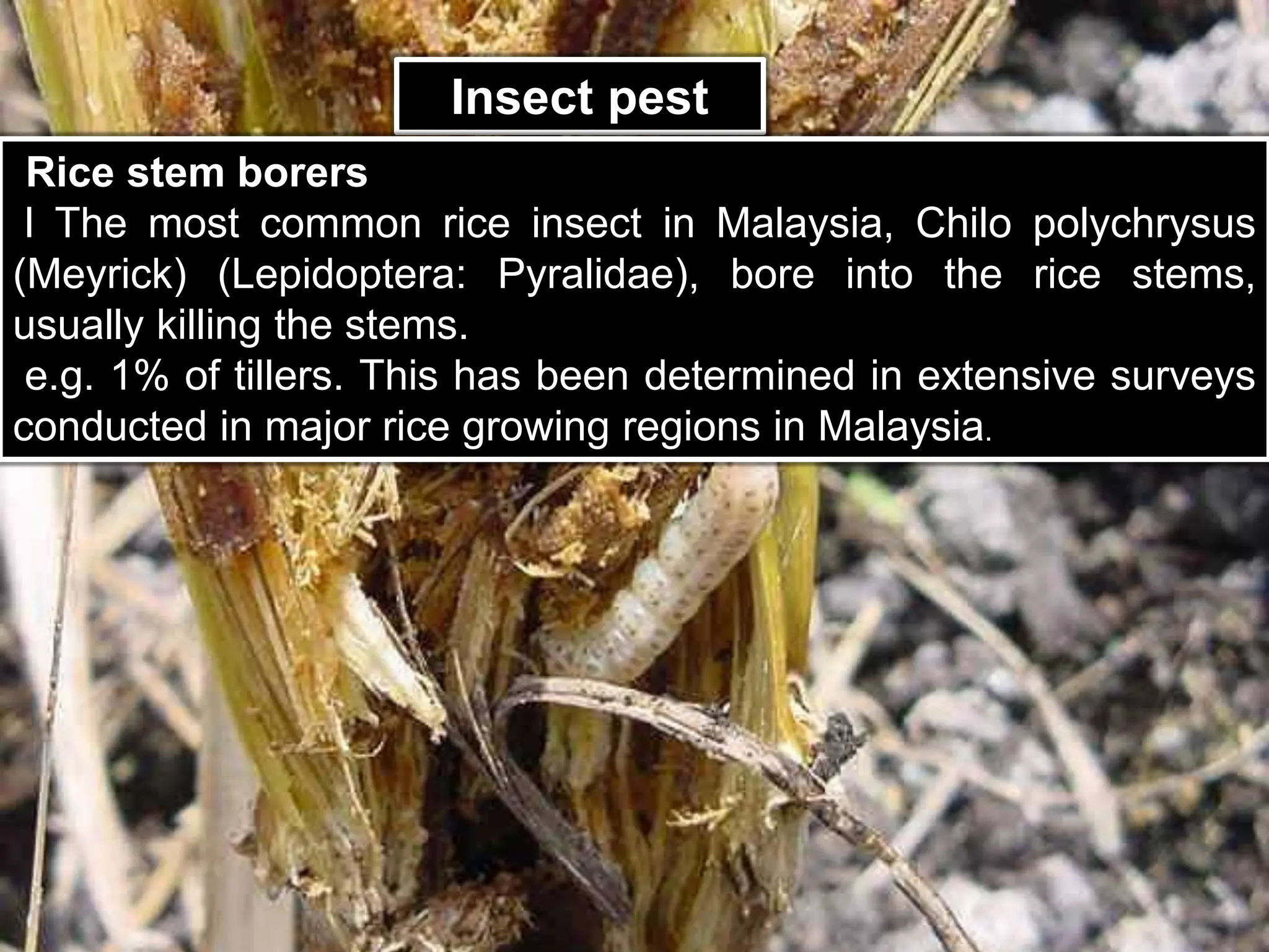 seed production of paddy.pptx (RANJEET MAURYA) | PPTX