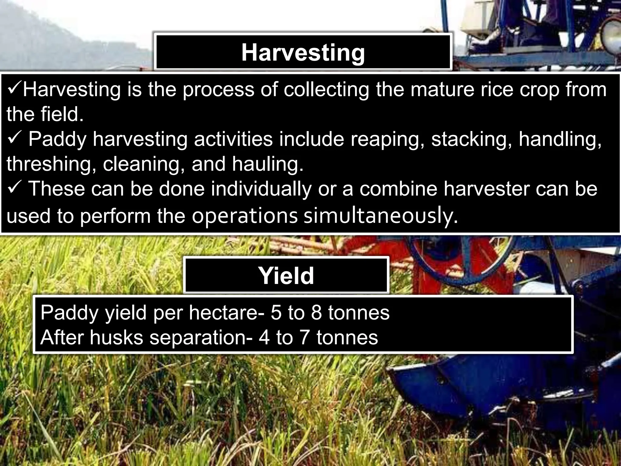 seed production of paddy.pptx (RANJEET MAURYA) | PPTX