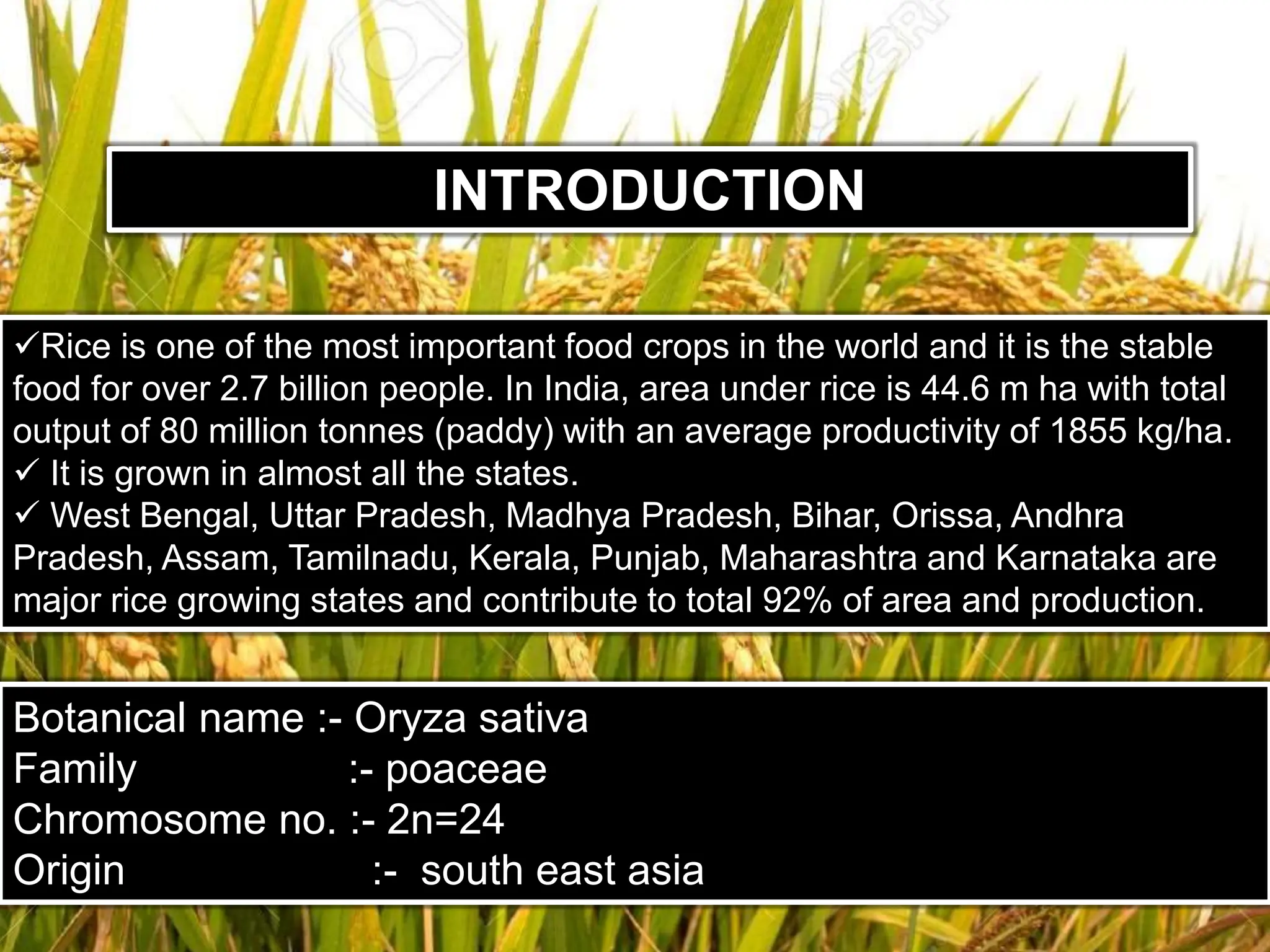 seed production of paddy.pptx (RANJEET MAURYA) | PPTX