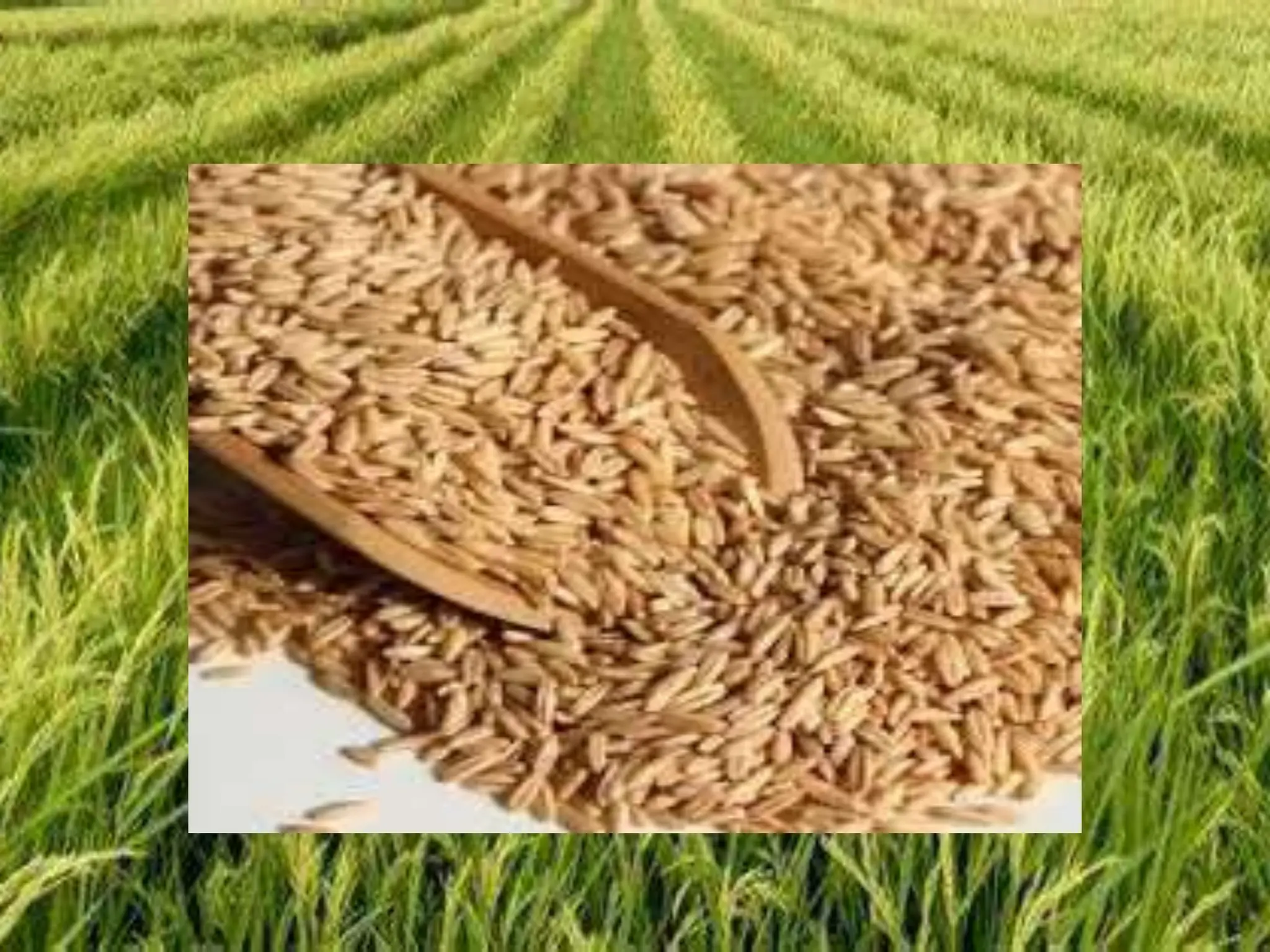 seed production of paddy.pptx (RANJEET MAURYA) | PPTX
