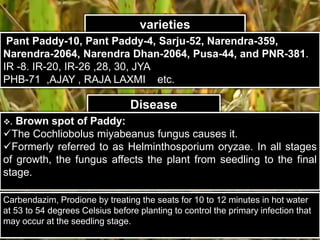seed production of paddy.pptx (RANJEET MAURYA) | PPTX