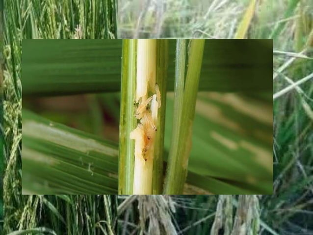 seed production of paddy.pptx (RANJEET MAURYA) | PPTX | Agriculture ...