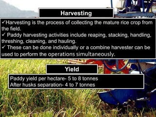 seed production of paddy.pptx (RANJEET MAURYA) | PPTX