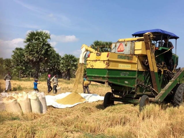 seed production of paddy.pptx (RANJEET MAURYA) | PPTX | Agriculture ...