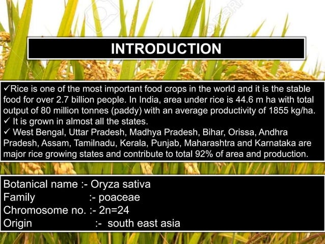 seed production of paddy.pptx (RANJEET MAURYA) | PPTX | Agriculture ...
