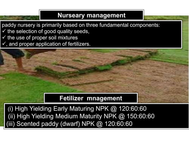 seed production of paddy.pptx (RANJEET MAURYA) | PPTX | Agriculture ...