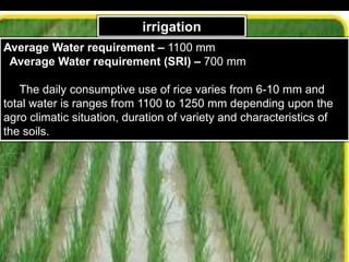 seed production of paddy.pptx (RANJEET MAURYA) | PPTX