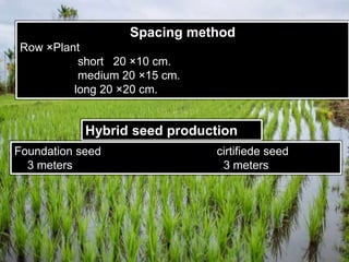 seed production of paddy.pptx (RANJEET MAURYA) | PPTX