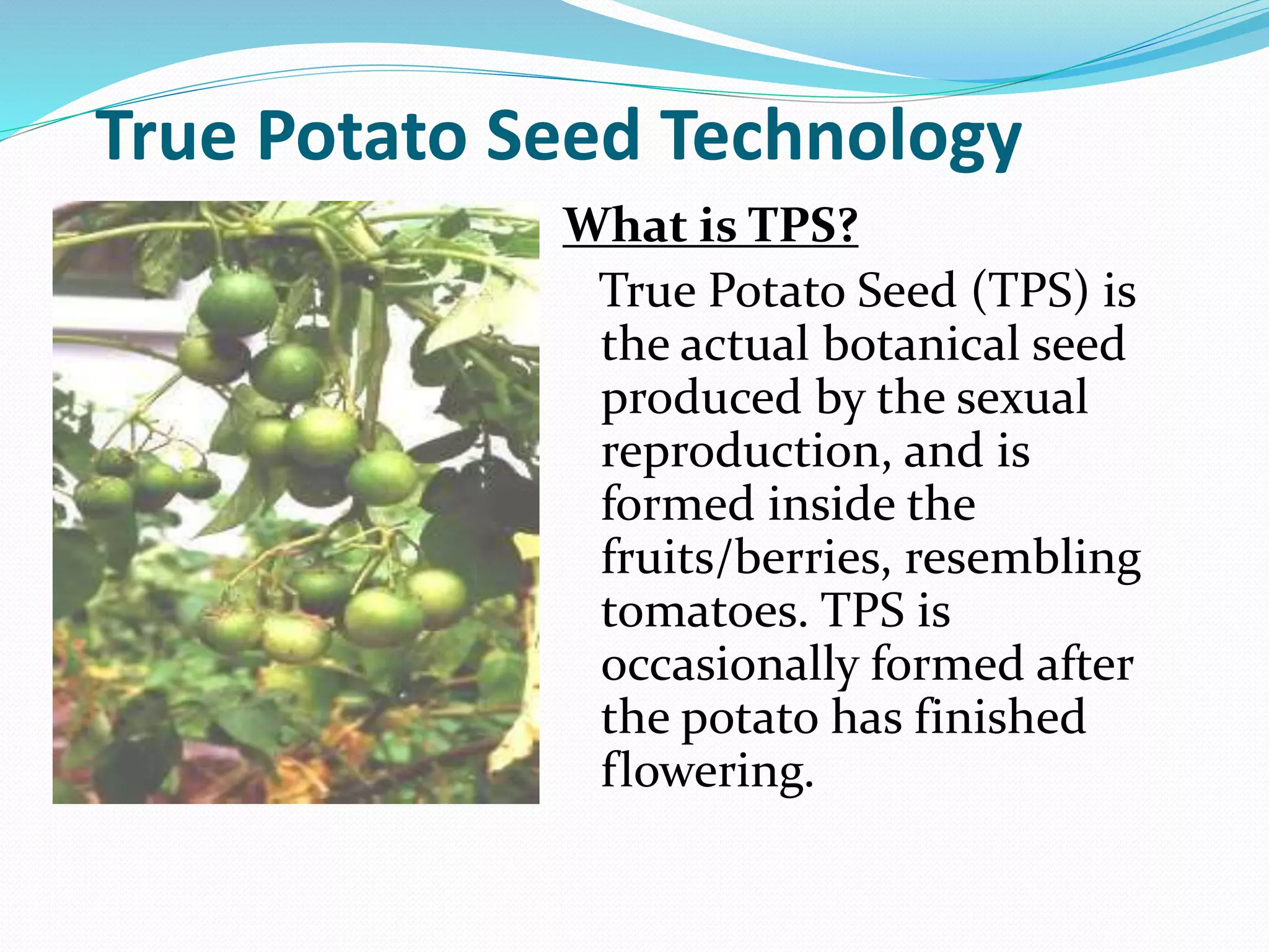 Production technique of true potato seed | PPTX