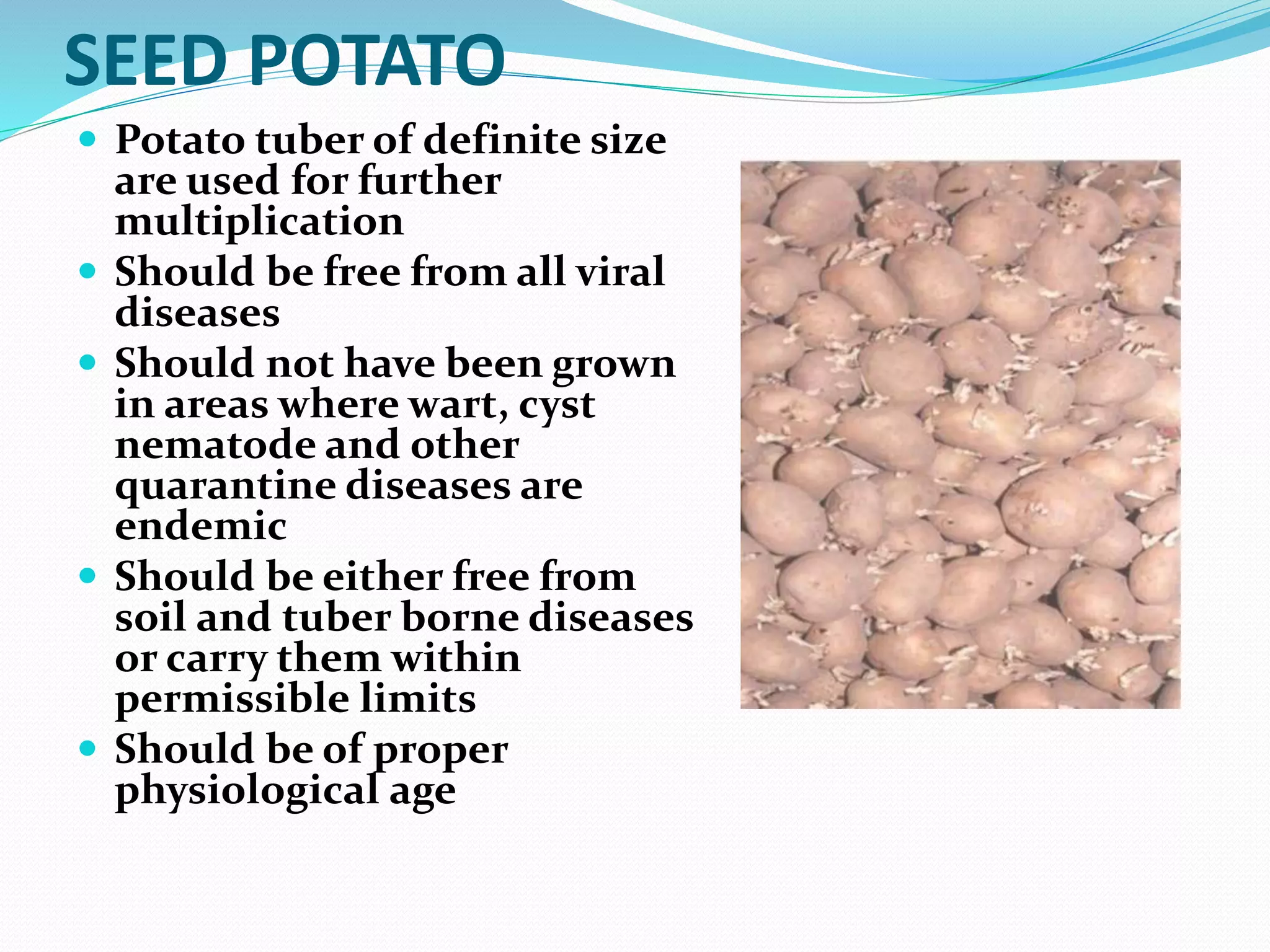 Production technique of true potato seed | PPTX