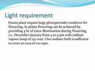 Production technique of true potato seed | PPTX