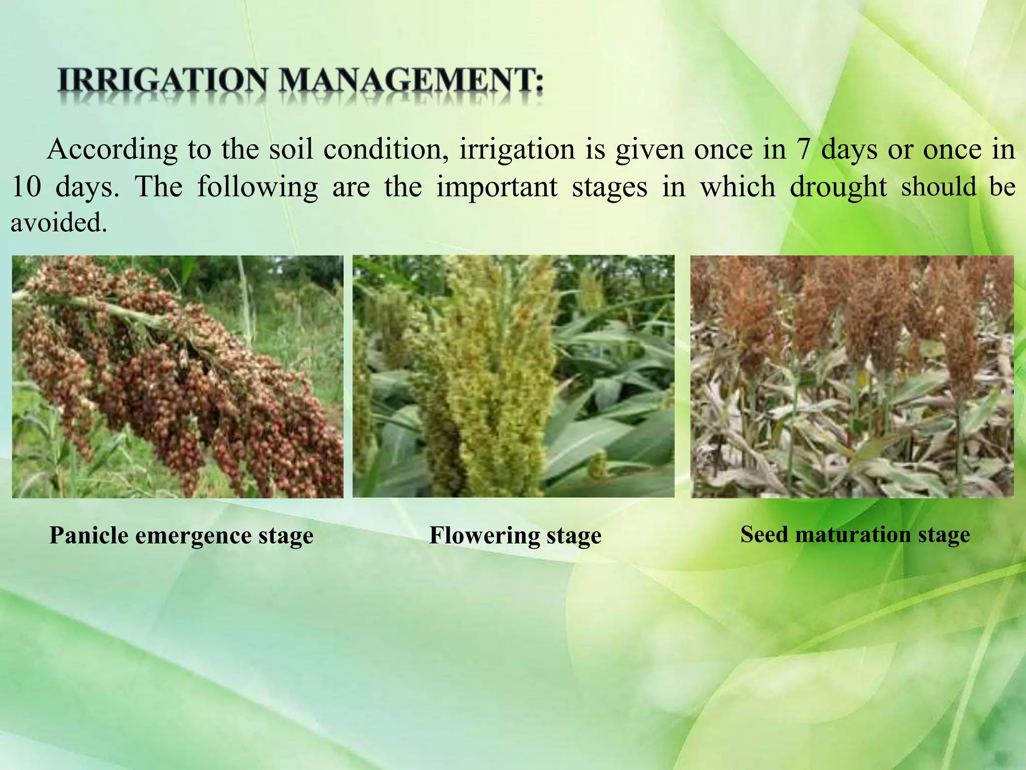 Seed production of sorghum | PPTX