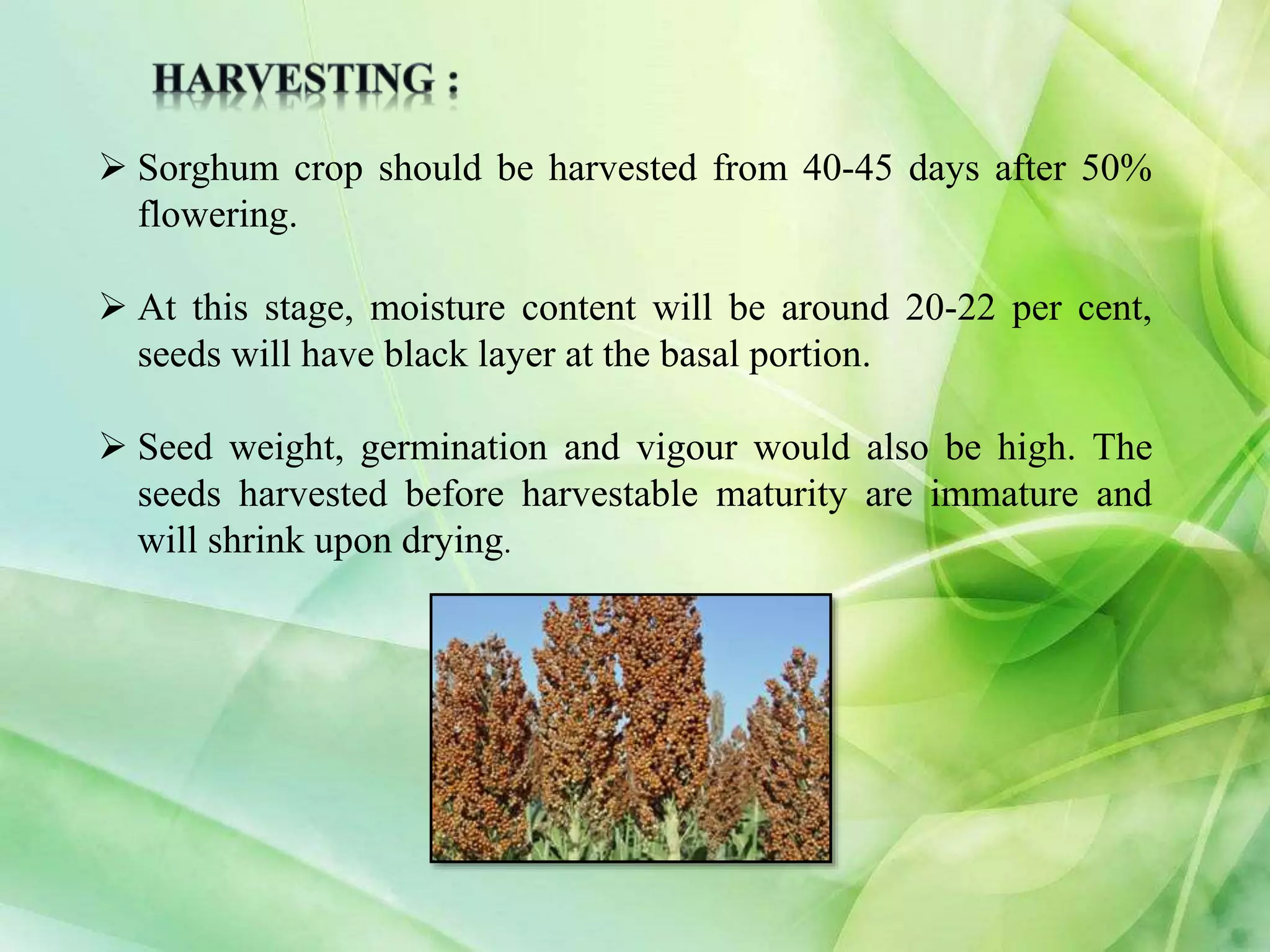 Seed production of sorghum | PPTX