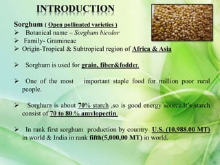 Seed production of sorghum | PPTX