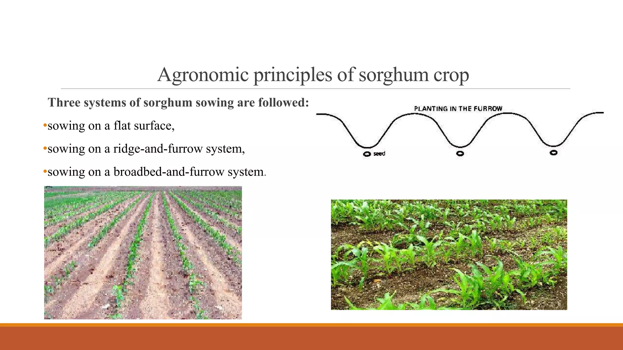 Seed production of sorghum | PPTX