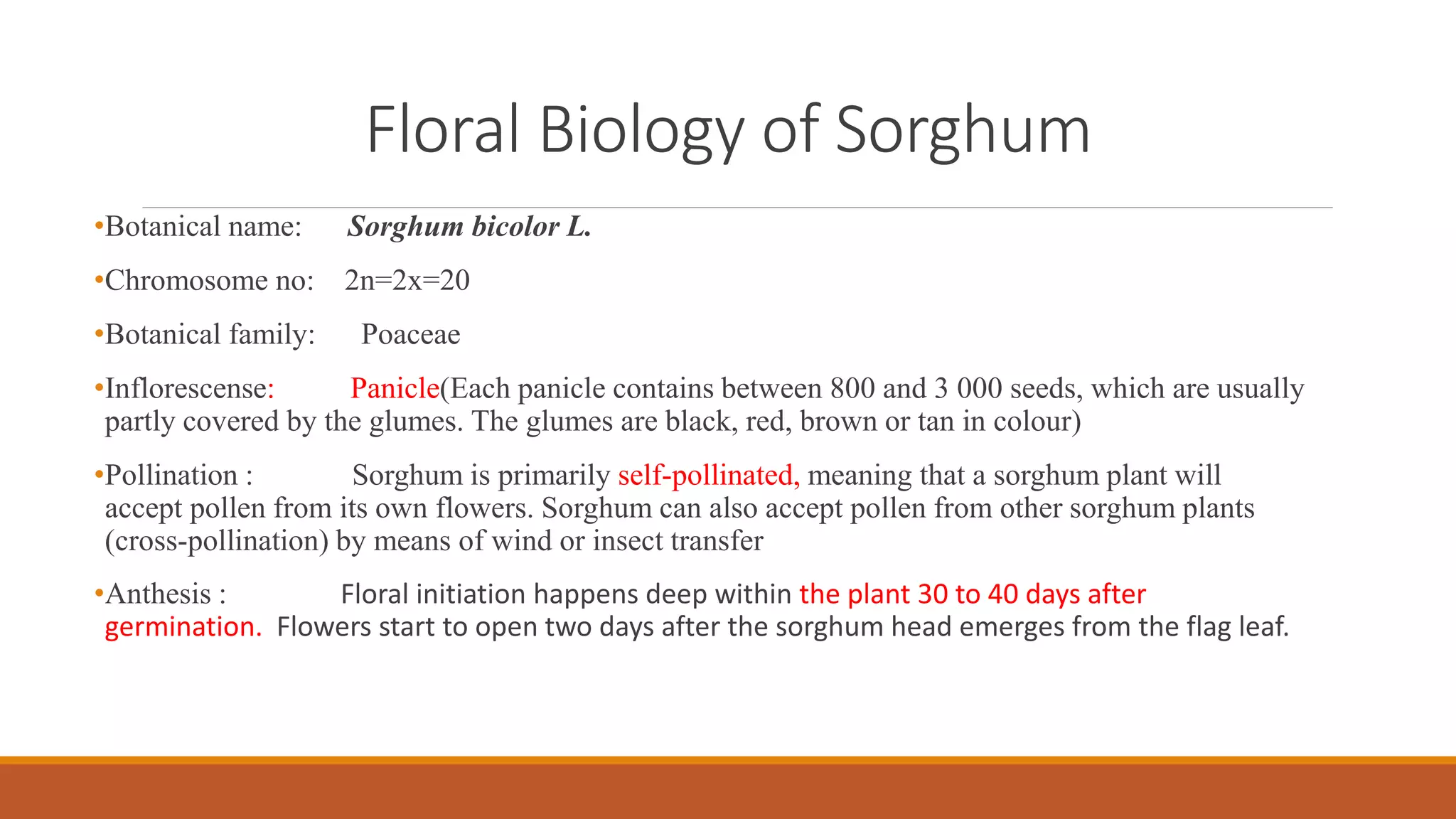 Seed production of sorghum | PPTX