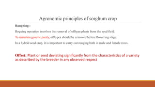 Seed production of sorghum | PPTX