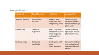 Seed production of sorghum | PPTX
