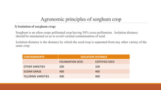 Seed production of sorghum | PPTX