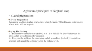 Seed production of sorghum | PPTX