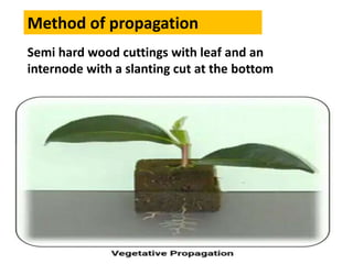 Seed production of tea | PPT