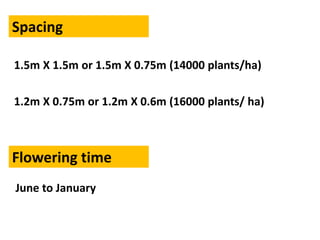 Seed production of tea | PPT
