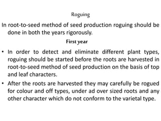 Seed production of turnip | PPTX