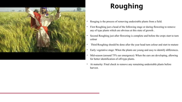 SEED PRODUCTION technology OF WHEAT.pptx