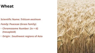 SEED PRODUCTION technology OF WHEAT.pptx
