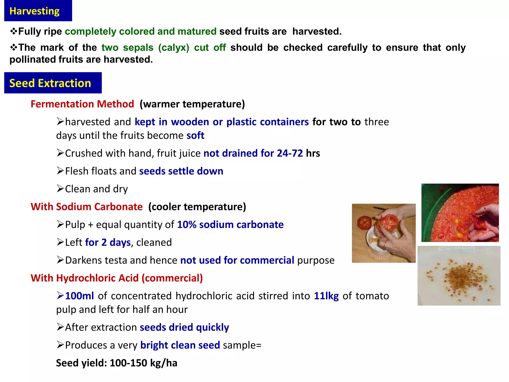 Seed Production, solanaceous, vegetables.p.pdf