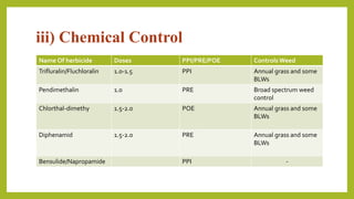 Seed Production Technologies for Chili and capsicum | PPTX