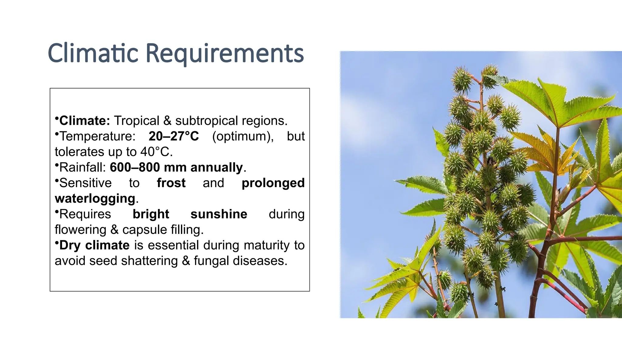 Seed Production Technology in Castor.pptx