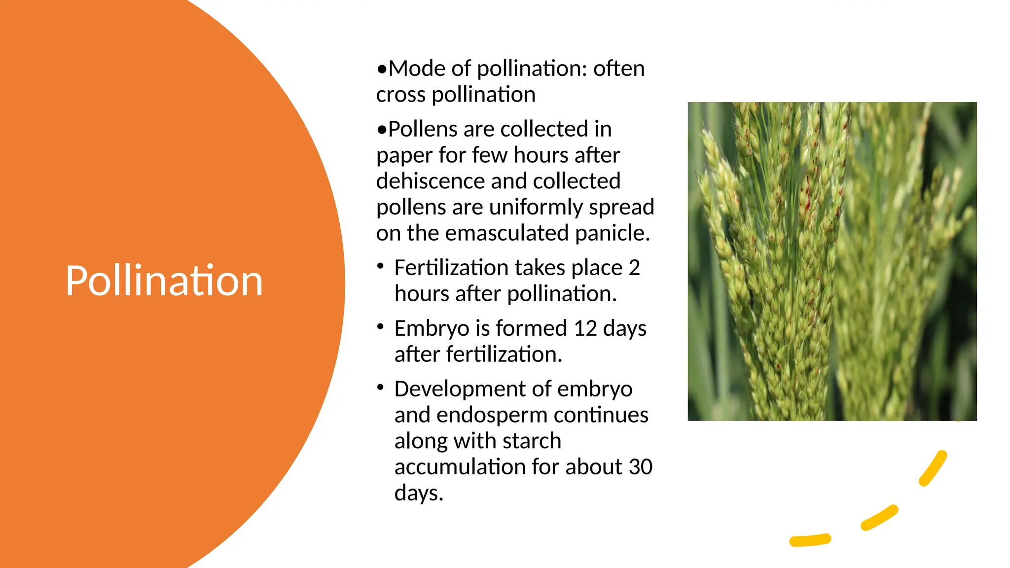 Seed Production Technology in Sorghum.pptx