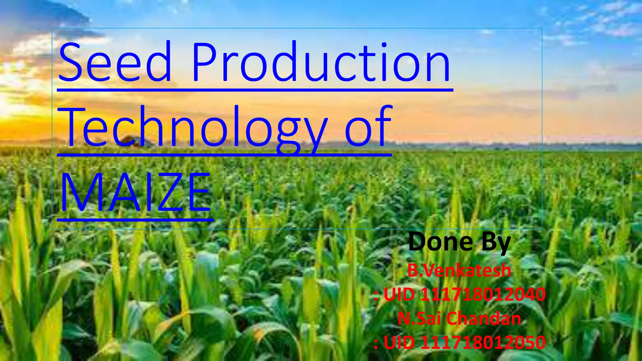 Seed production technology of maize | PPTX