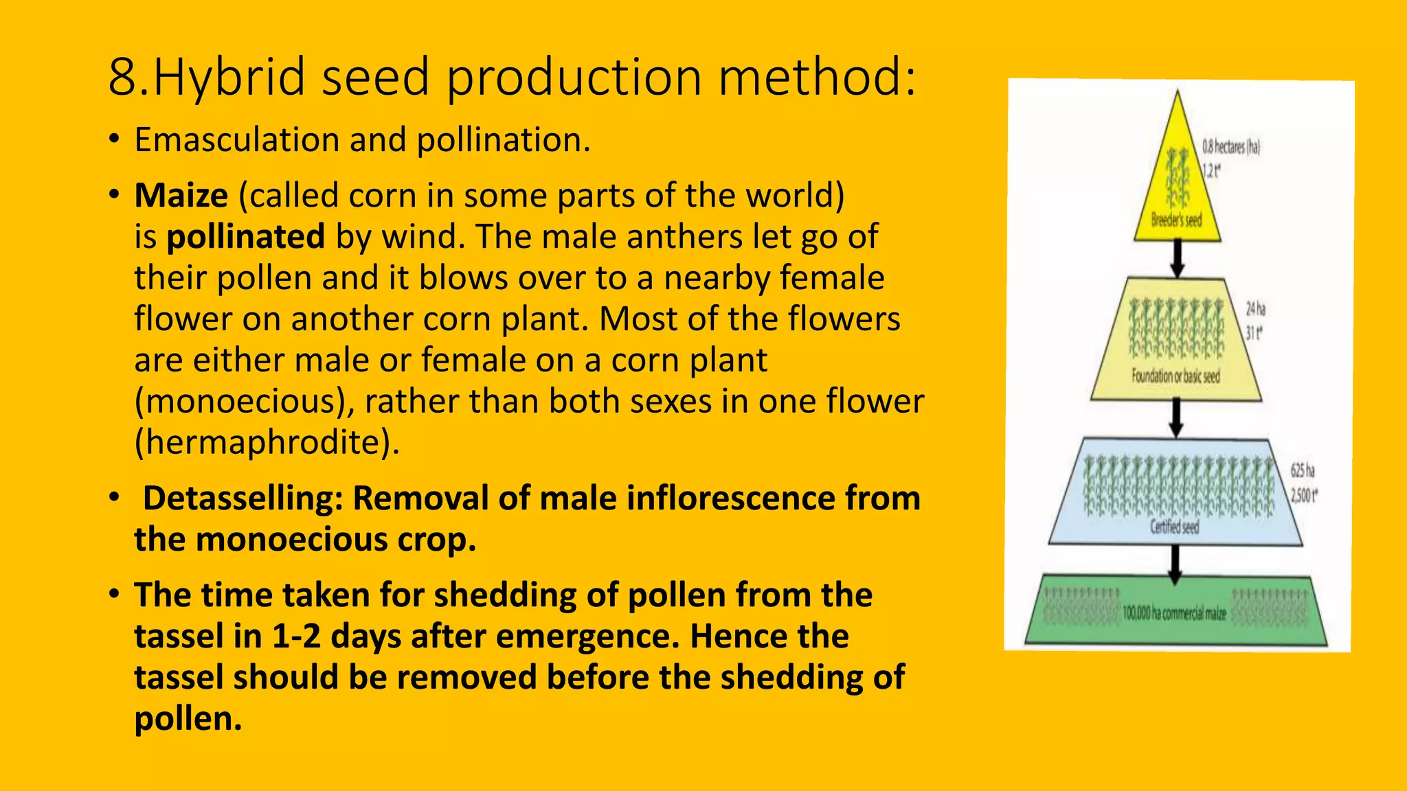 Seed production technology of maize | PPTX